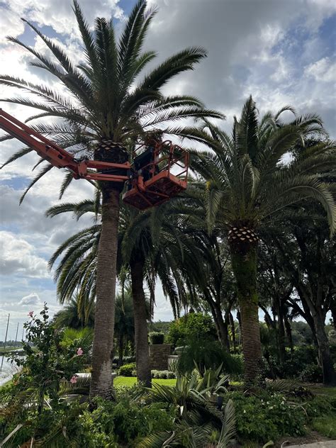 OC TreeWorx Orange County CA Area Free Estimate