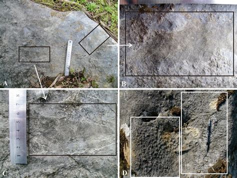 Different Species Occupied The Discontinuity Surface Irregularly A