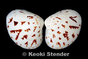 Hieroglyph Clam Lioconcha Hieroglyphica