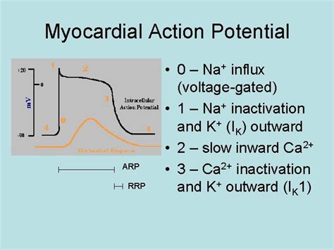 Cardiovascular Physiology Electrophysiology Of The Heart Action Potentials