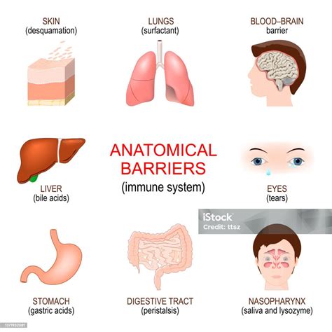 Anatomical Barriers Innate Immune System Stock Illustration Download