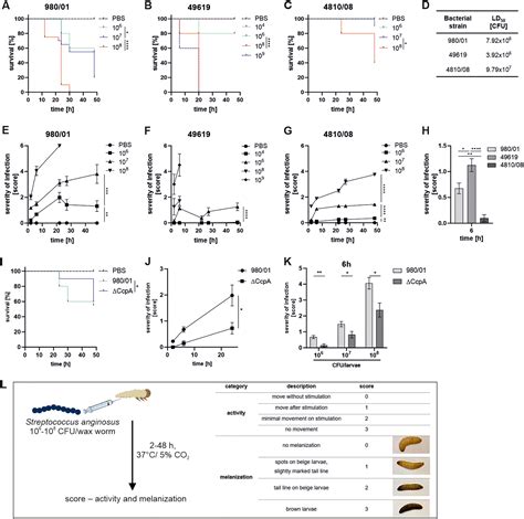 Studies Of Streptococcus Anginosus Virulence In Dictyostelium
