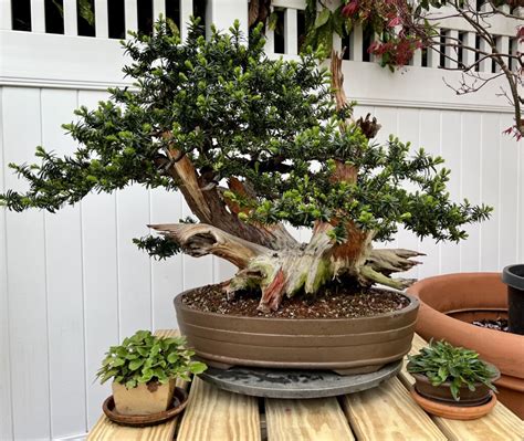 The Undeniable Beauty Of Bonsai