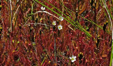Drosera Linearis Botanically Inclined Seed Adventures