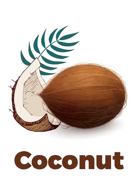 Premium Vector A Creative Coconut Vector