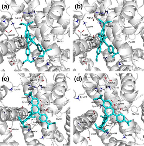 Binding Poses Of Complexes A 1 B 2 C 3 And D 4 With Hsa Download Scientific Diagram