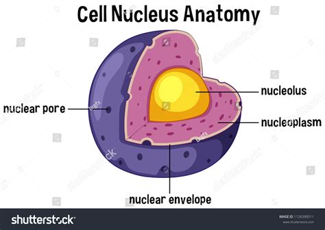 Vektor Stok Cell Nucleus Anatomy Diagram Illustration Tanpa Royalti 1126390511 Shutterstock