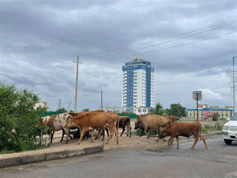 Чингис Хот ️ ️ ️МАЛ БҮХИЙ ИРГЭД ҮХЭР МАЛАА ХОТЫН ТӨВӨӨР