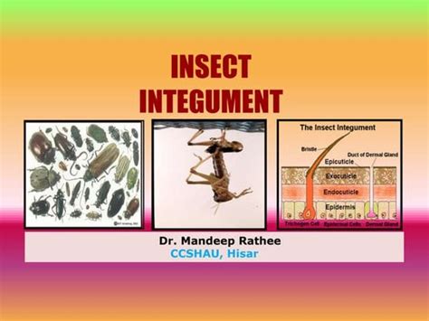 Insect Integument Entomology Pptx Beekeeping Hobbies And Interests