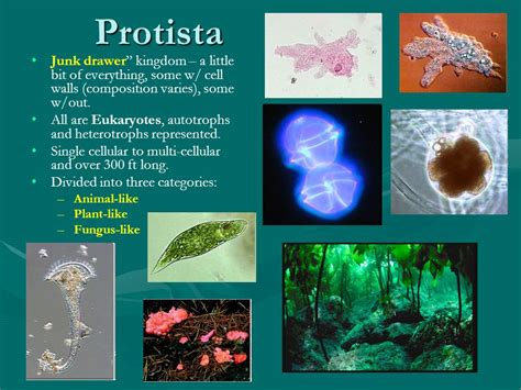 Protista Examples With Scientific Names