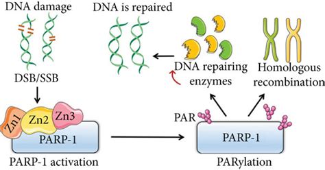 Role Of Parp 1 In Dna Repair Response Parp 1 Can Rapidly Bind Download Scientific Diagram