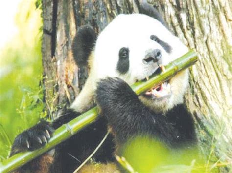 Research Reveals Giant Pandas Diet