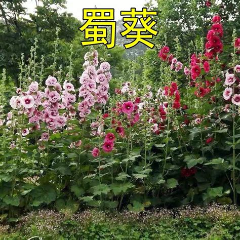 [蜀葵种子批发]江苏宿迁沭阳县蜀葵种子 45 00元 斤蜀葵花种 一亩田