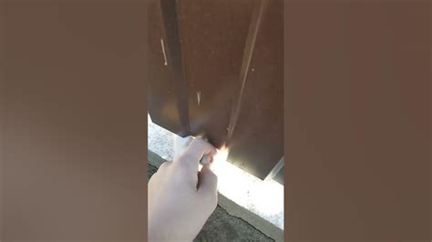 поющий кот Youtube