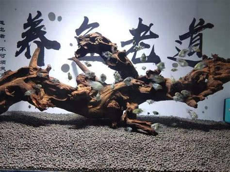 想要養好觀賞魚下述四種簡單方法為什麼魚友不想去使用 每日頭條