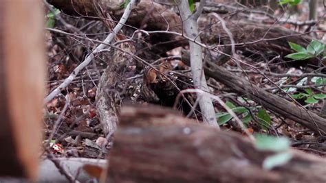 The Treehouse Exploring Nature Shelby TV Free Download Borrow And Streaming Internet