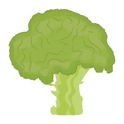 Tree Shaped Vegetable Is Showing Broccoli Icon 24451091 Vector Art At