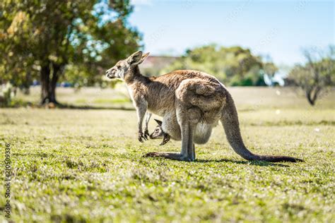 Marsupials Pouch