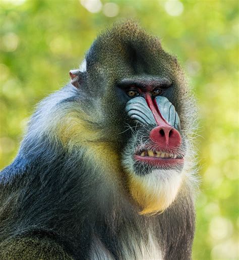 Zhao Monke Isles Wiki Fandom