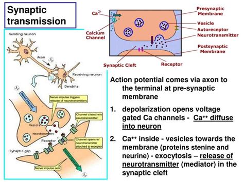 Exploring The Intricate Pathways Synaptic Transmission Diagram