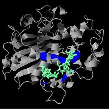 Predicted Tertiary Structure Of A Lipase Previously Characterized As An