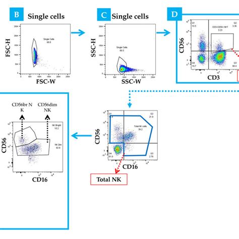 Flow Cytometry Analysis Of Nk Cells And Receptors In The Elderly A