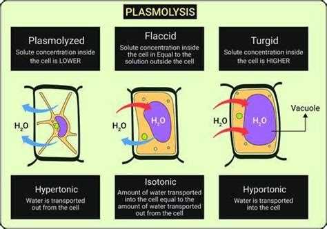 Difference Between Chromosomal Dna And Plasmid Dna Chromosomal Dna Vs Plasmid Dna Artofit