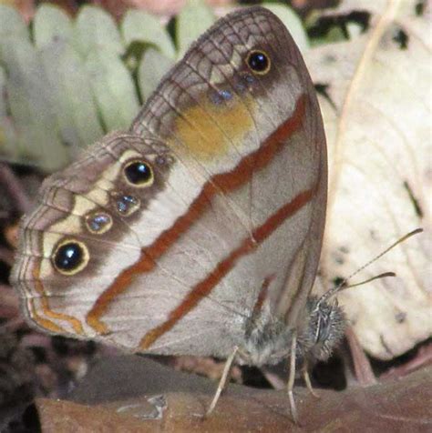Yucatan Butterflies