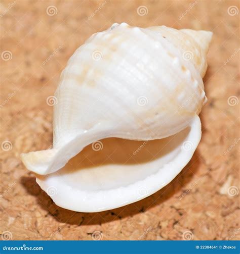 Cockleshell Stock Image Image Of Nature Ocean Cancer 22304641