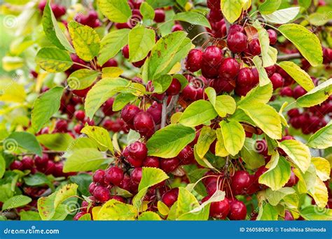 Many Rare Crab Apples In The Apple Orchard Stock Image Image Of