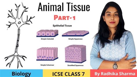 Srijan Class 9 Tissues Icse Biology Solutions Ch 2 Icsehelp 55 Off