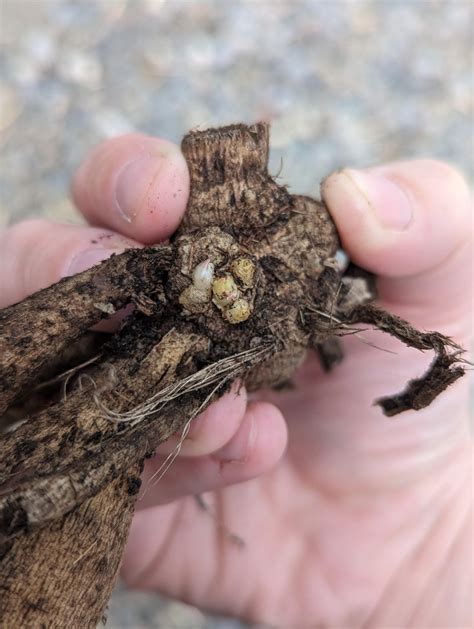 Newbie Gall Identification Rdahlias