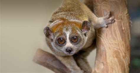 Con C L N L G Nh Ng I U Th V V Con C L N