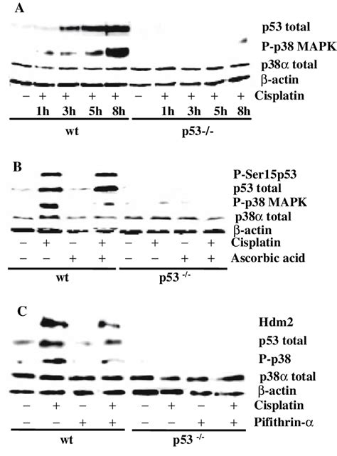 Activation Of P38 Mapk By Cisplatin Is Mediated By P53 Induced Ros