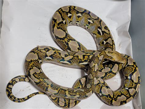 Het Ocelot Het White Het Caramel Reticulated Python By In Your Face