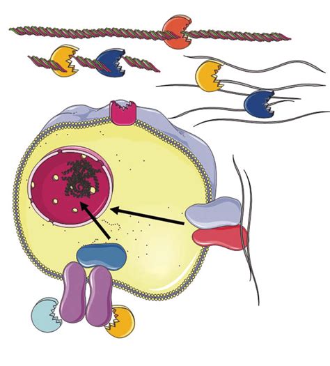 Function Of Mmps As Shown Only A Few Mmps Have The Ability To Make