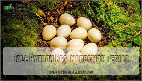 How Many Eggs Do Ball Pythons Lay And How Many Survive Facts