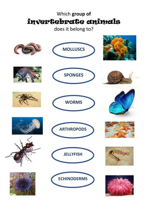 Super Subjects Super Science Life Science Kingdoms Invertebrates Chart Artofit