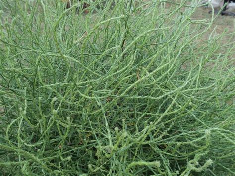 Солянка холмовая – лечебные свойства и противопоказания, инструкция по ...