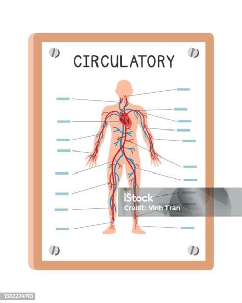 인간 순환계 포스터 클립 아트 만화 스타일 벡터 디자인 병원이나 진료소 벽 포스터 만화 개념에서 사용합니다 순환계 다이어그램 만화입니다 병원 진료소 부서 개념 혈류 심장