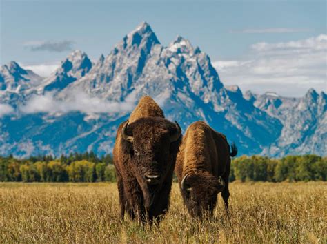 The National Parks To Visit In Grand Teton National Park ~ Rifof