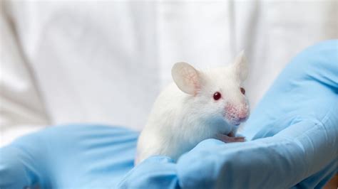 Researchers Discover Unique Sex Specific Brain Cells In Mice Science