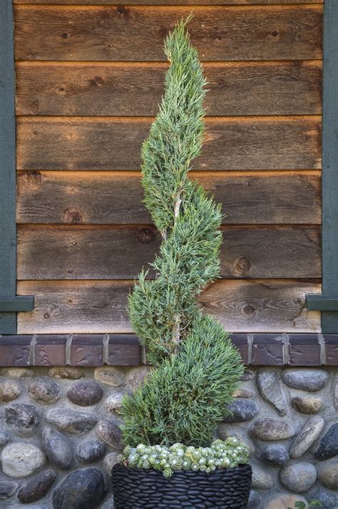 Medora Juniper Juniperus Scopulorum Medora Monrovia Plant