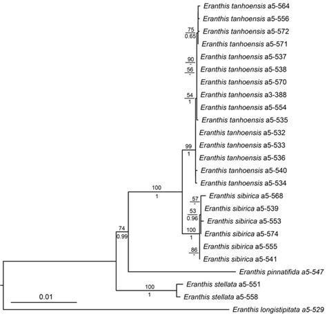 Ml Tree Inferred From The Combined Cpdna And Its Data The Numbers Download Scientific Diagram