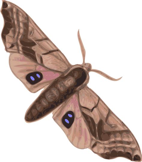 Download Big Image Moth Clipart Png Image With No Background
