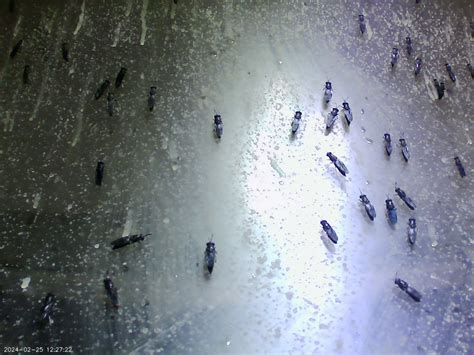 Mating Event Detection Object Detection Dataset By Hebrew University Of Jerusalem