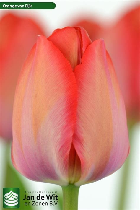 Orange Van Eijk ® Tulip Jan De Wit En Zonen B V