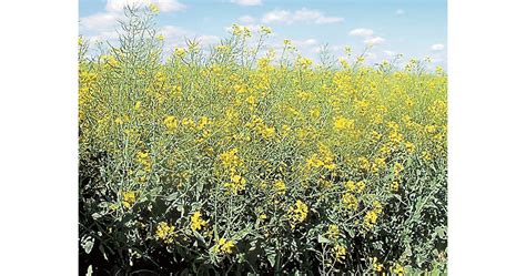 Внимание Рапичният цветояд напада посевите Български Фермер