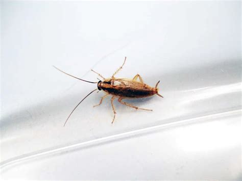 Cockroaches In Central Washington — Harvest Valley Pest Control