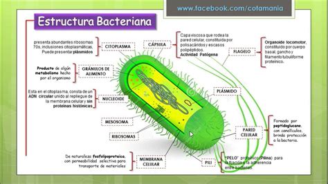 Bacteria Y Sus Partes Chefli